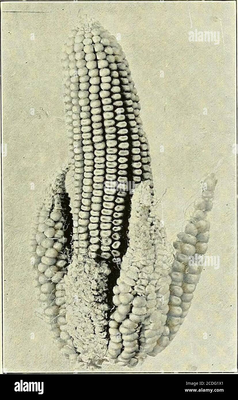 . Inheritance in maize . a. Heteroz-gous bifurcated cob above; dominant ...