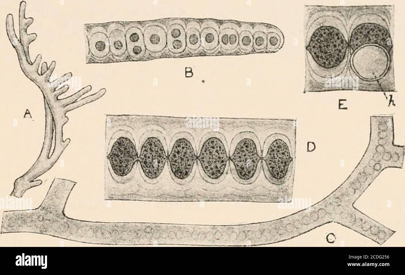 . Algæ. Vol. I. Myxophyceæ, Peridinieæ, Bacillarieæ, Chlorophyceæ ...