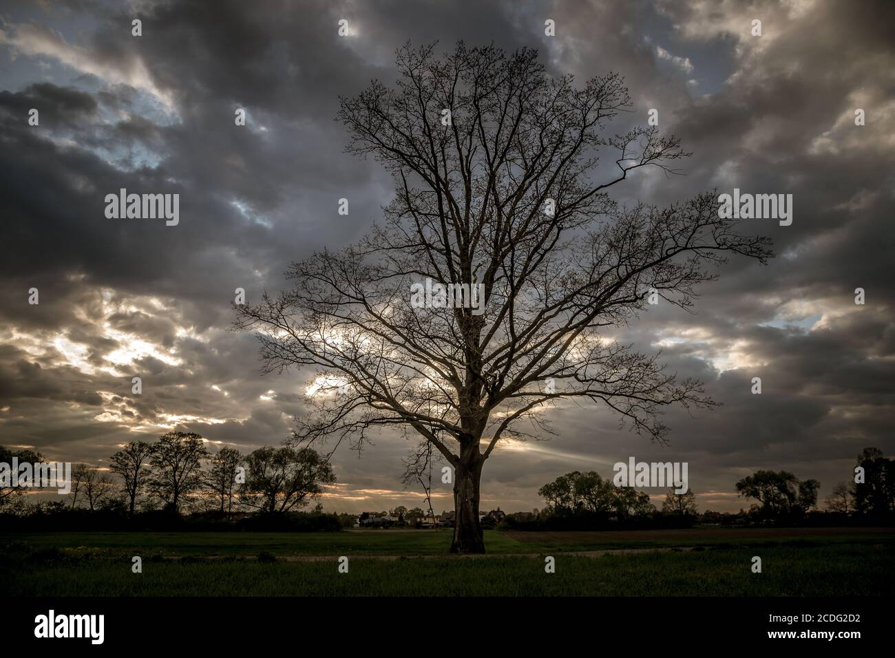 Mysterious dramatic landscape view with a leafless tree in a middle ...