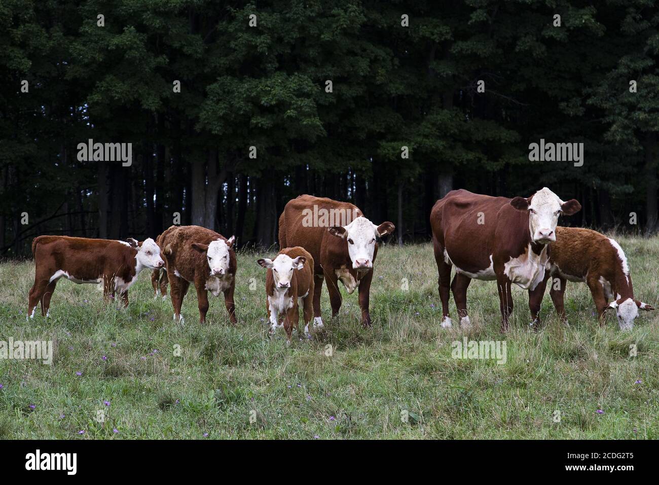 Family milk cow hi-res stock photography and images - Alamy