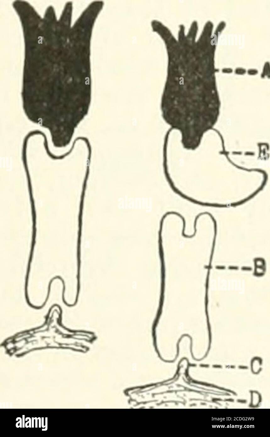 . The Americana : a universal reference library, comprising the arts ...
