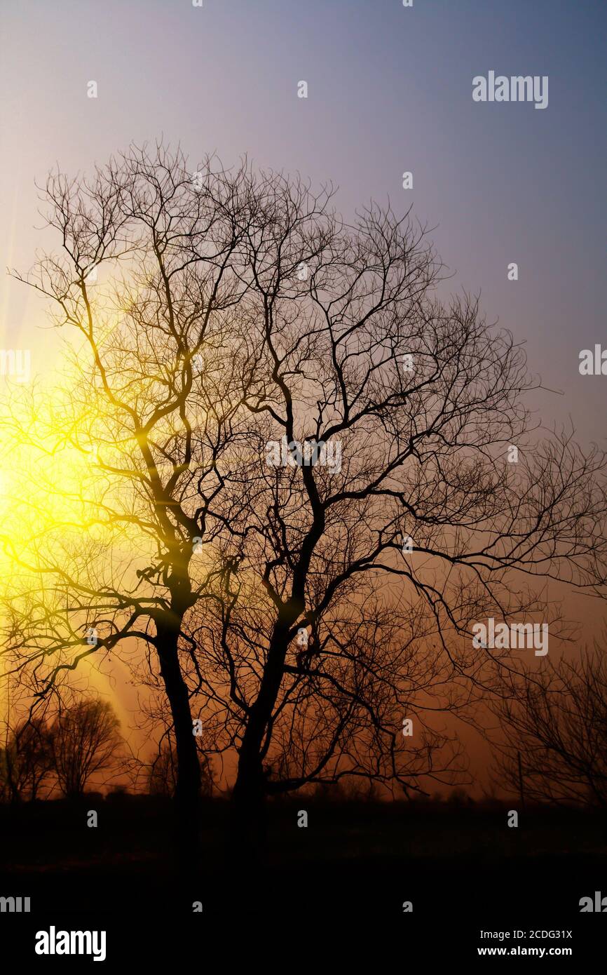 tree and sunset Stock Photo - Alamy