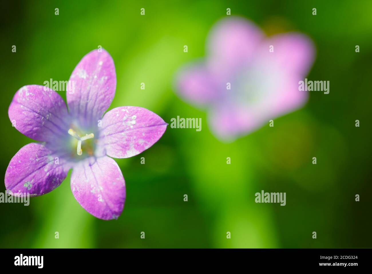 Summer flower background Stock Photo - Alamy