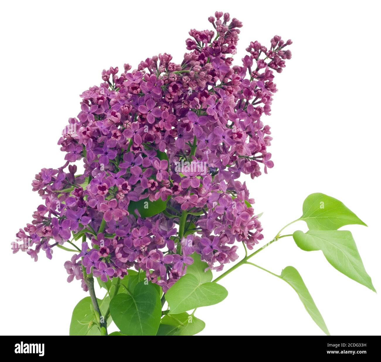 Purple lilac isolated Stock Photo - Alamy
