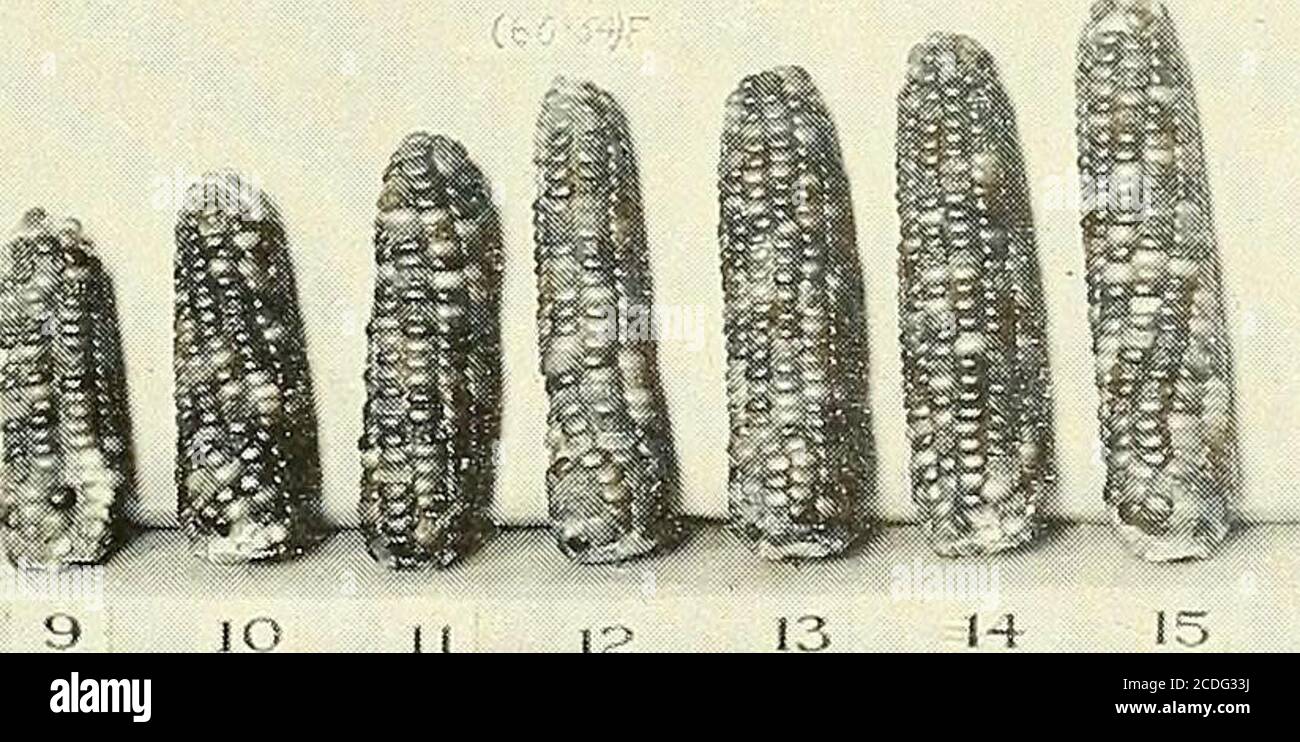 . Inheritance in maize . {). Inheritance of Length of Ear. PLATE XIX ...