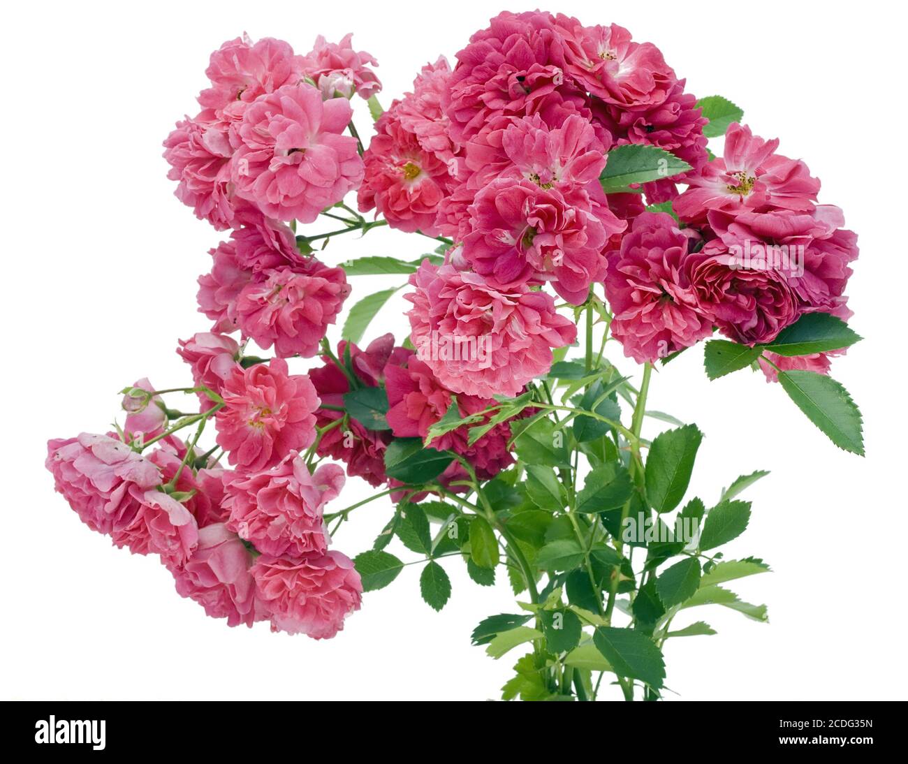 Roses line Cut Out Stock Images & Pictures - Alamy