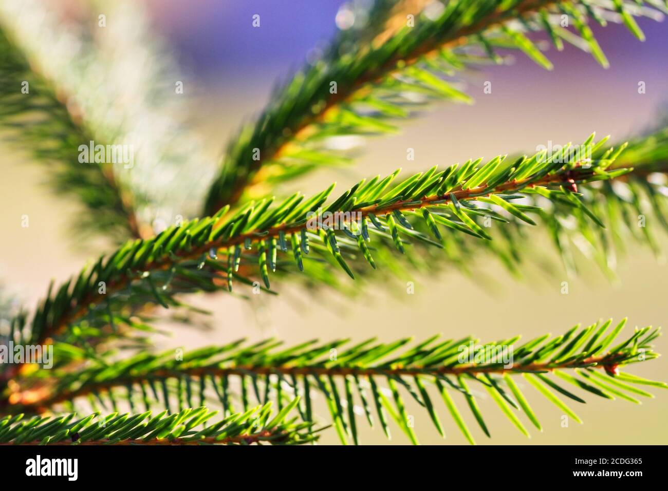 Beautiful green branch brown hi-res stock photography and images - Alamy