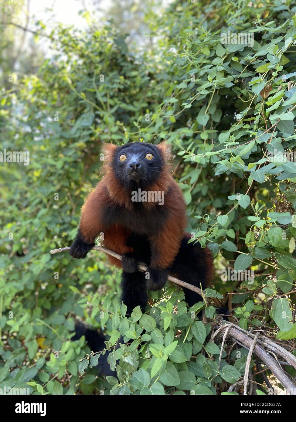 Funny golden lion tamarin playing at a zoo at daytime Stock Photo - Alamy