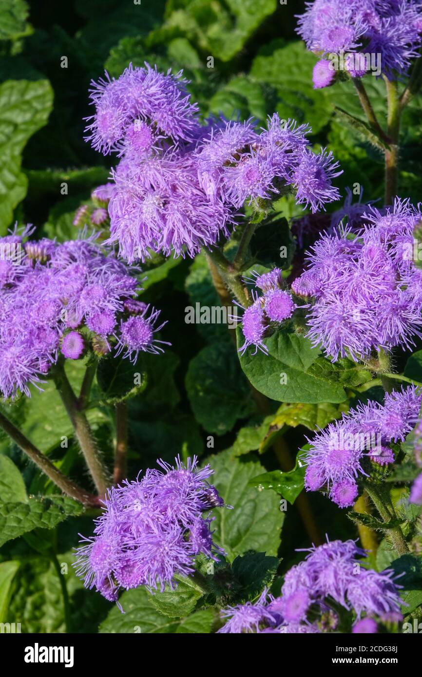 Blue ageratum plant hi-res stock photography and images - Alamy