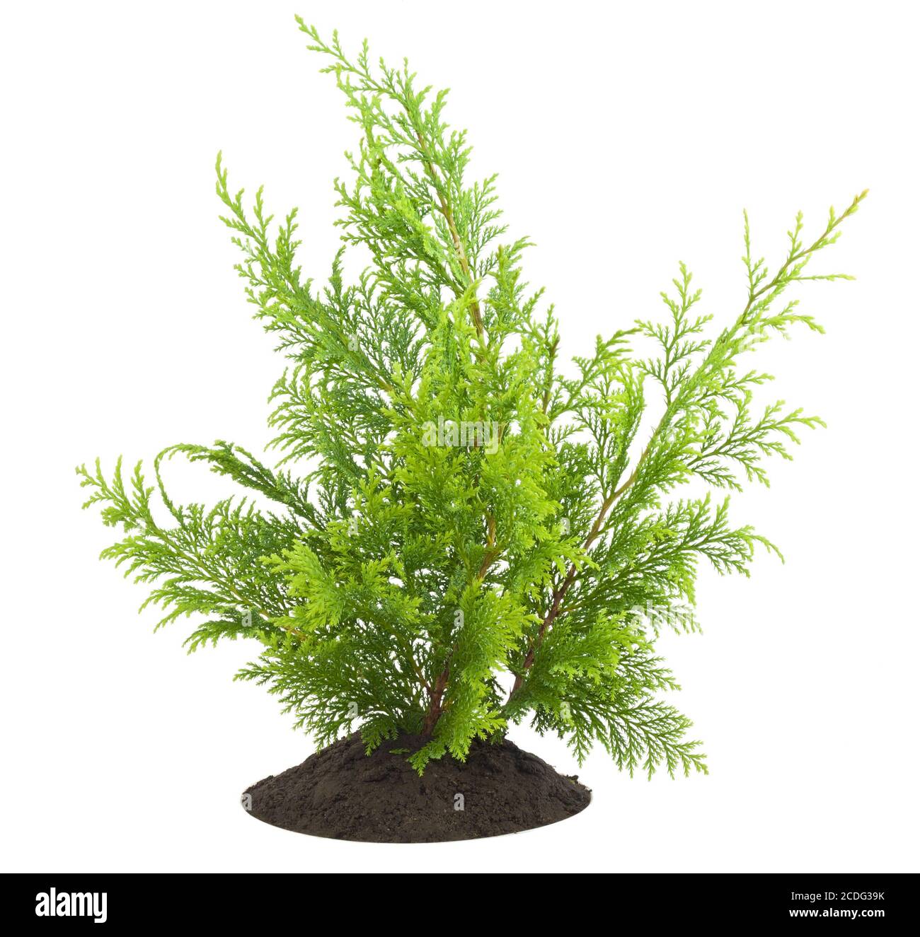 Thuja bush close hi-res stock photography and images - Alamy