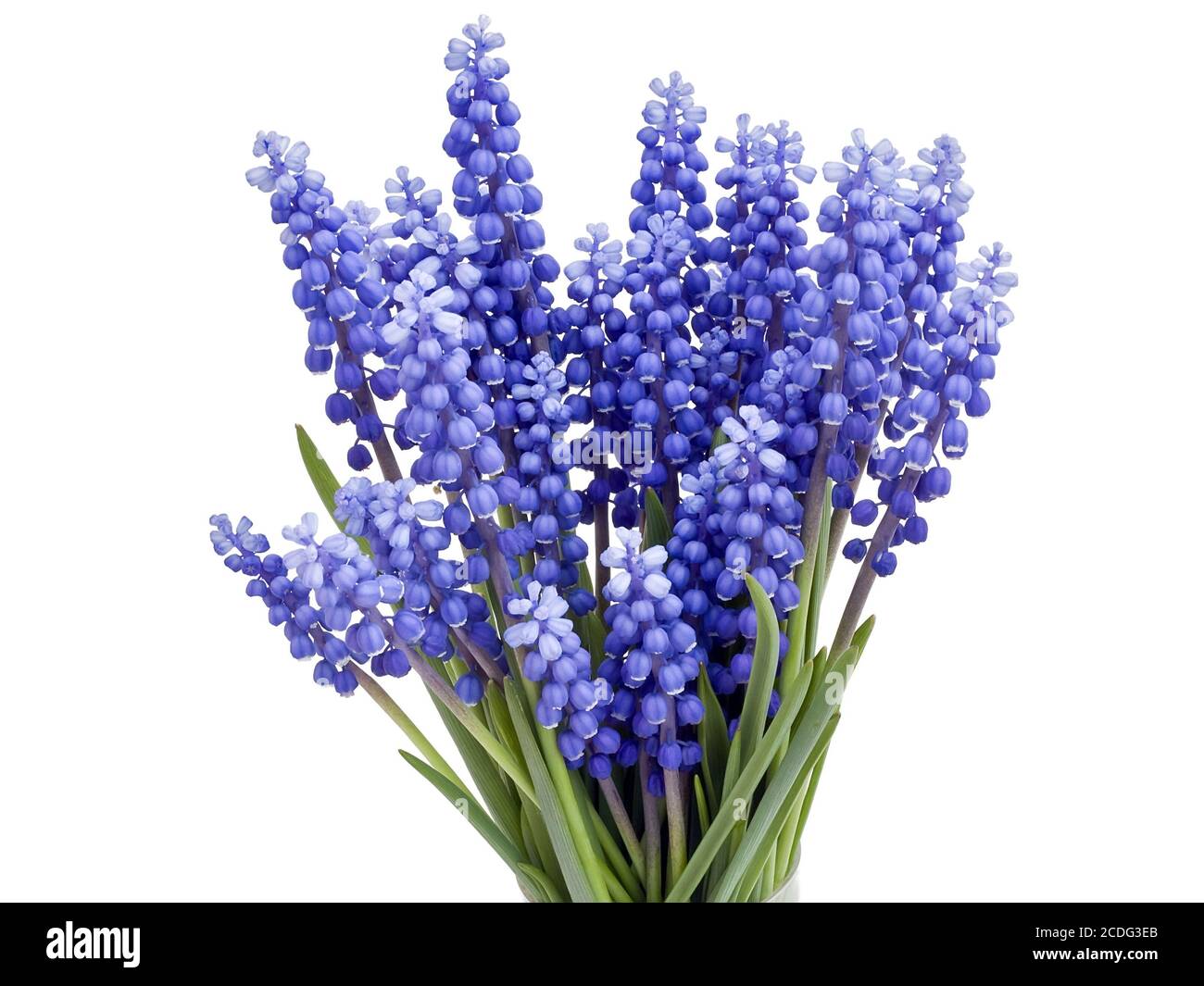 Many muscari blue flowers hi-res stock photography and images - Alamy