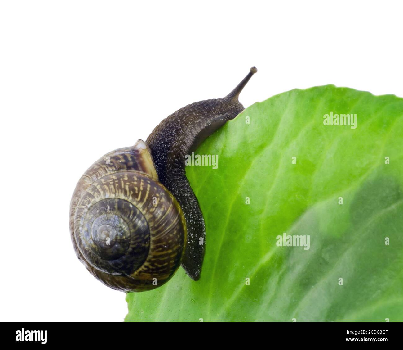 Fun snail hi-res stock photography and images - Alamy