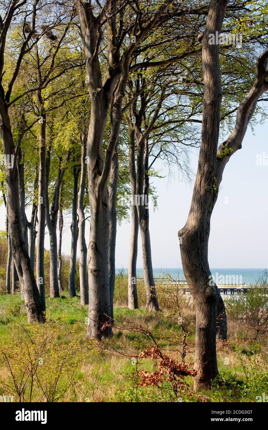 Coastal tree hi-res stock photography and images - Alamy