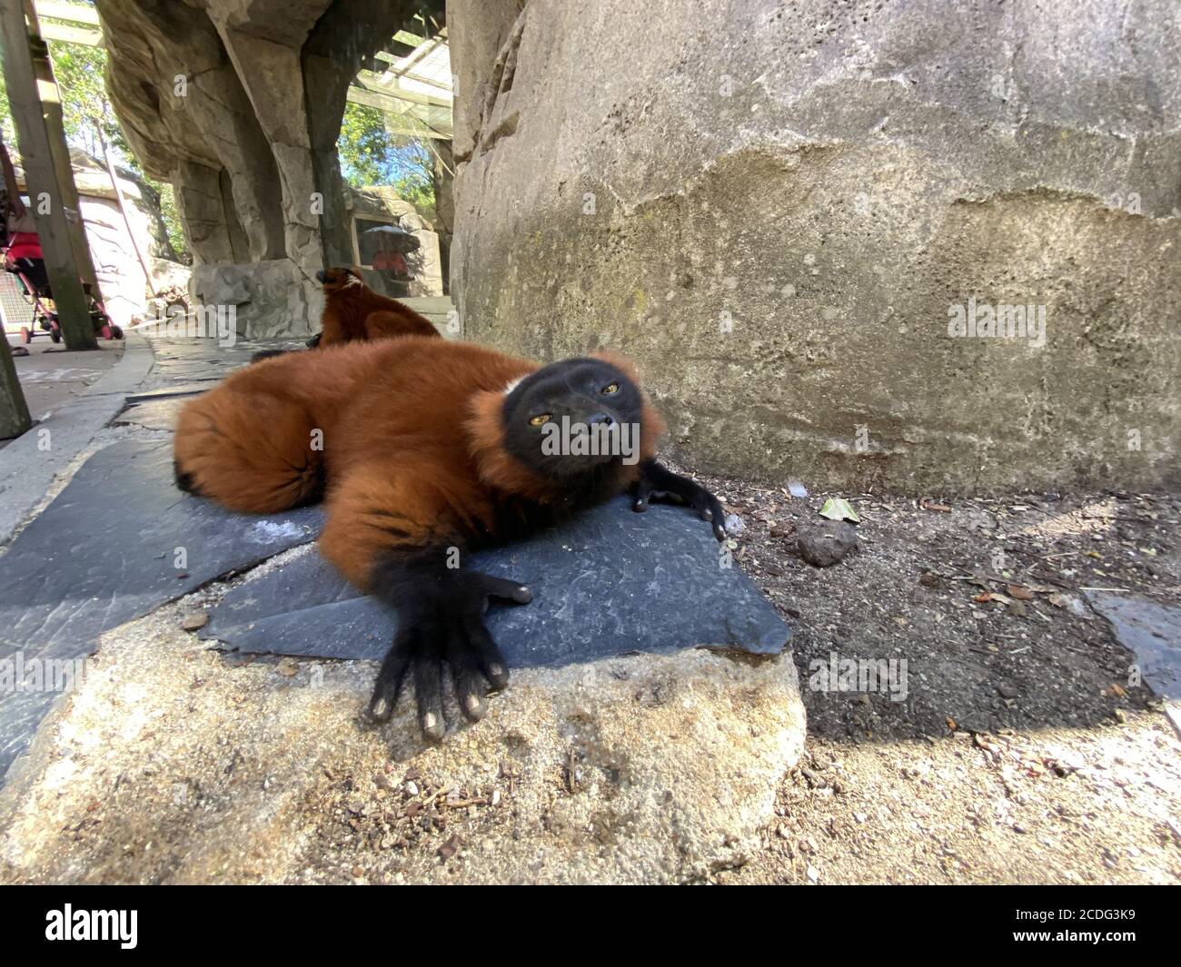 Funny golden lion tamarin playing at a zoo at daytime Stock Photo - Alamy