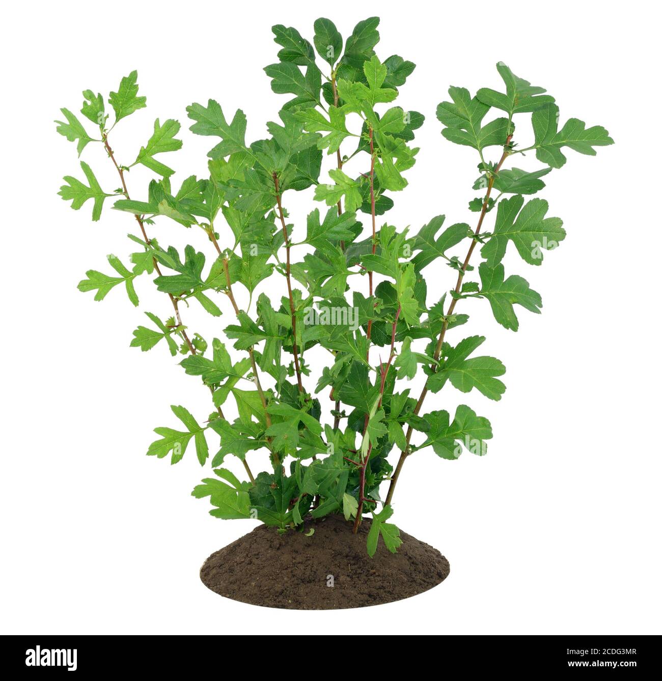 Sprouts plants Cut Out Stock Images & Pictures - Alamy
