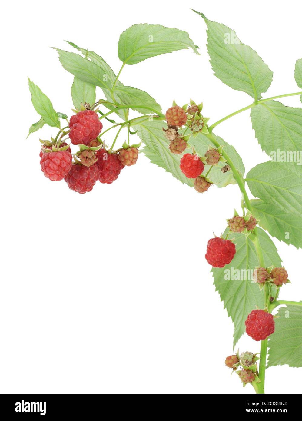 Branch of raspberry hi-res stock photography and images - Alamy