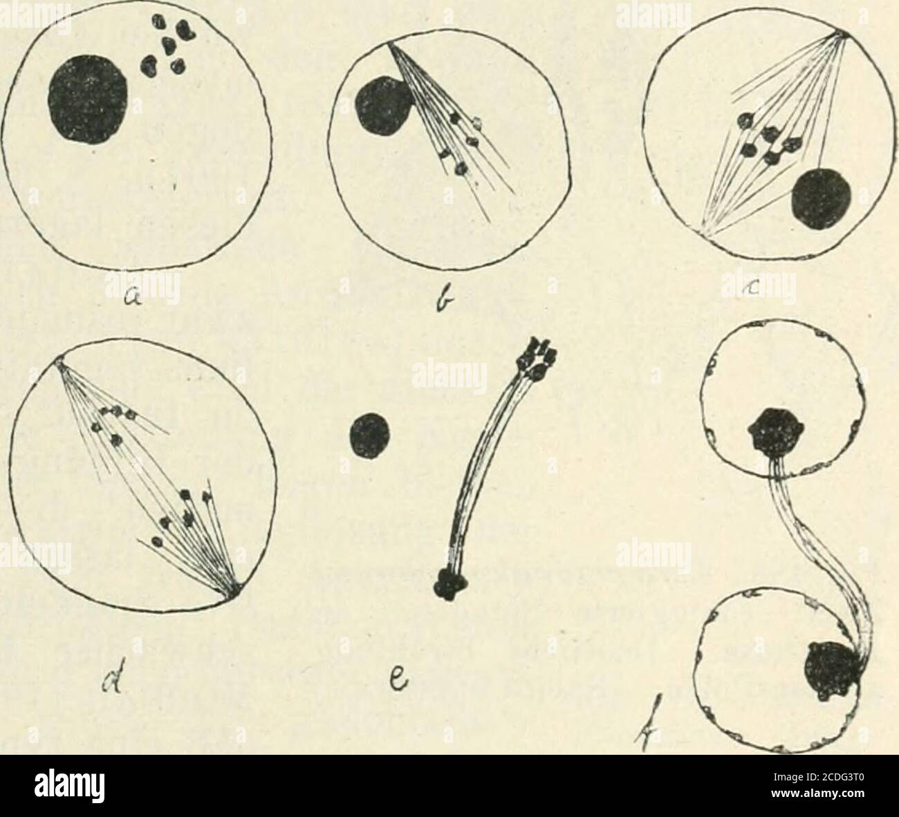 . Allgemeine Pflanzenkaryologie . Fig. im. Laboulbeniachadophora. Frühe ...