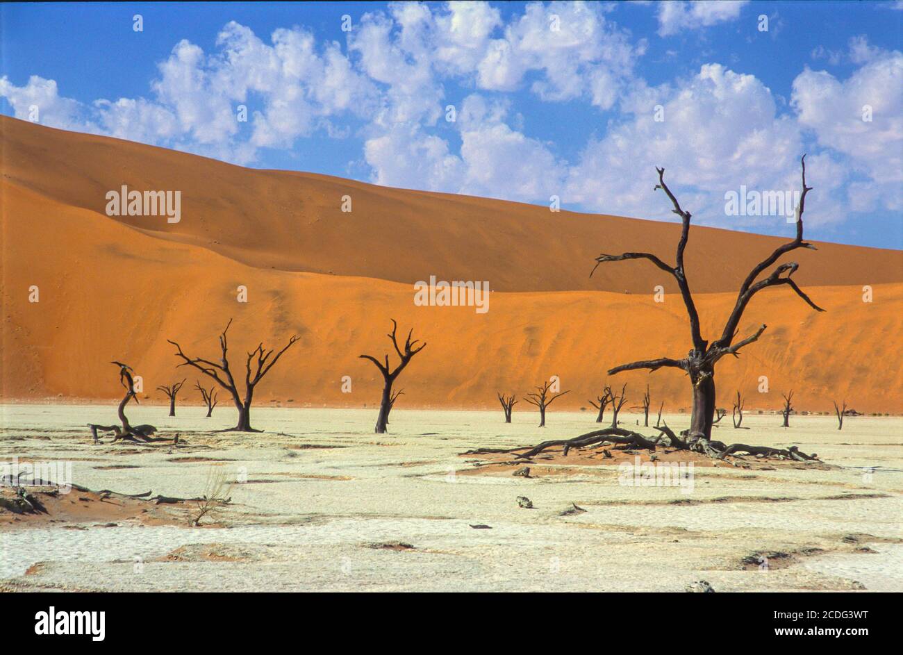 Dead trees in the Namibian Desert Stock Photo - Alamy