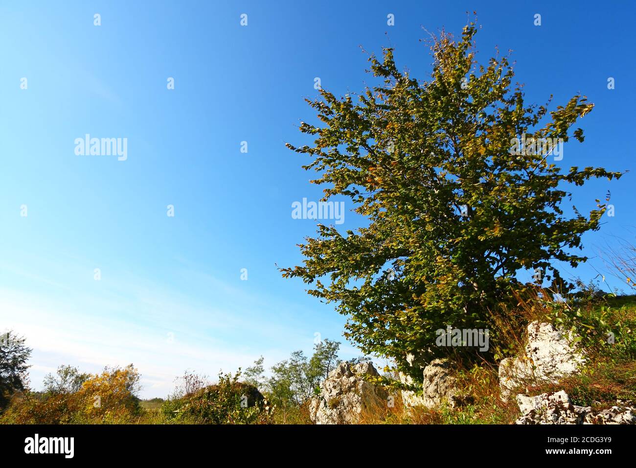 Limestone ecology hi-res stock photography and images - Alamy