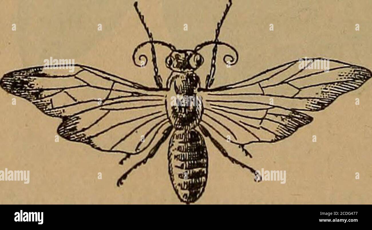 . Insects, injurious and beneficial, their natural history and ...