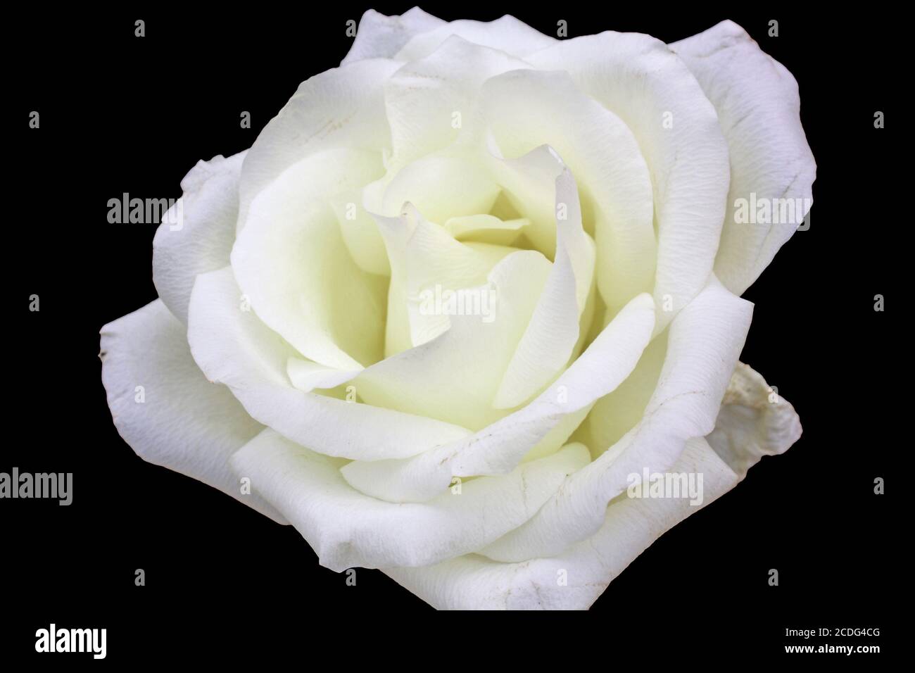 Rosiden rose hi-res stock photography and images - Alamy
