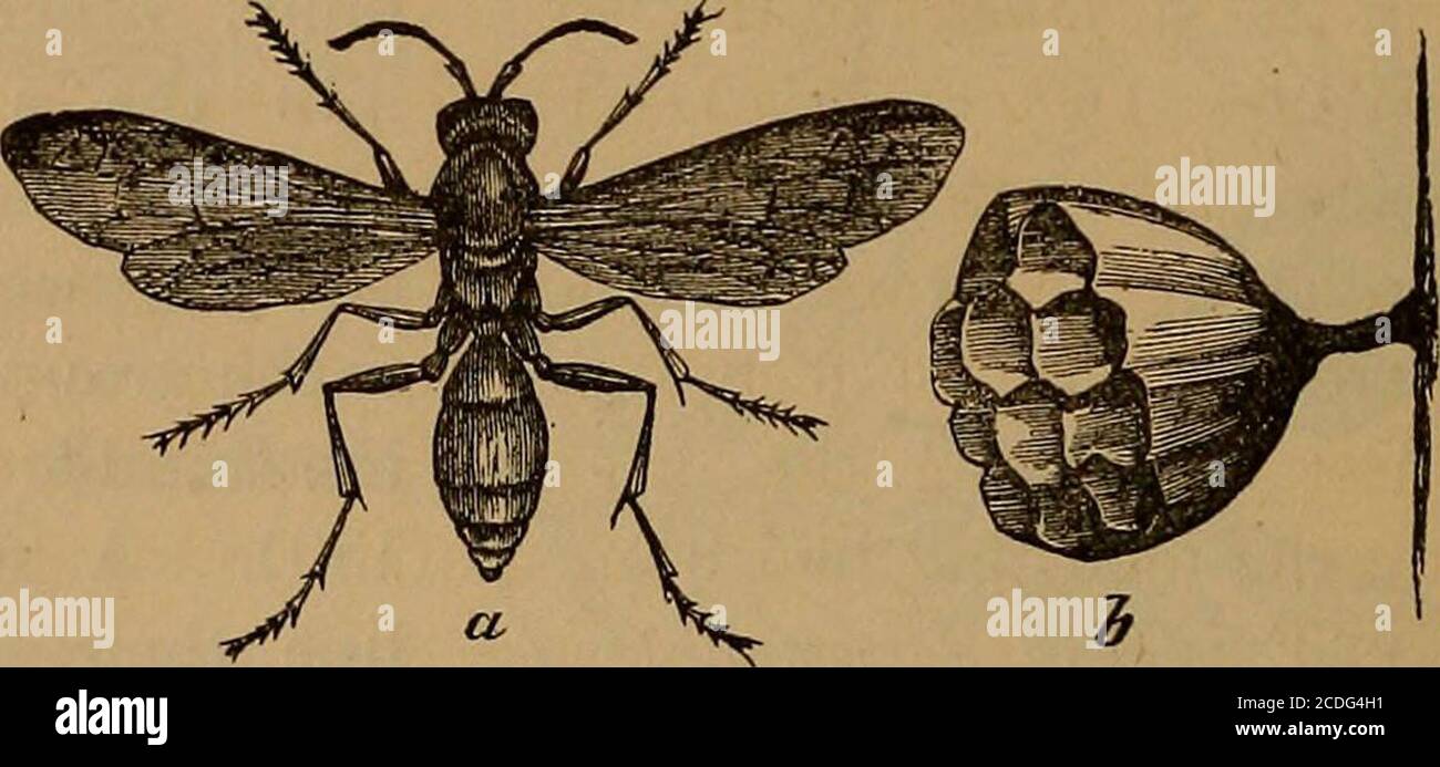 . Insects, injurious and beneficial, their natural history and ...
