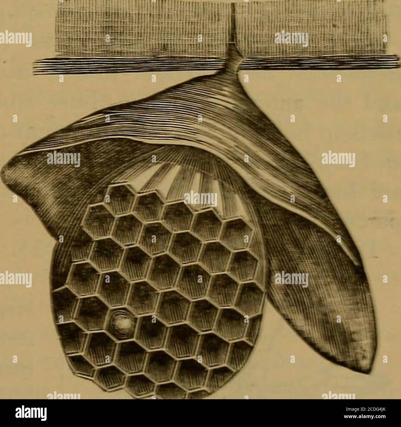 . Insects, injurious and beneficial, their natural history and ...