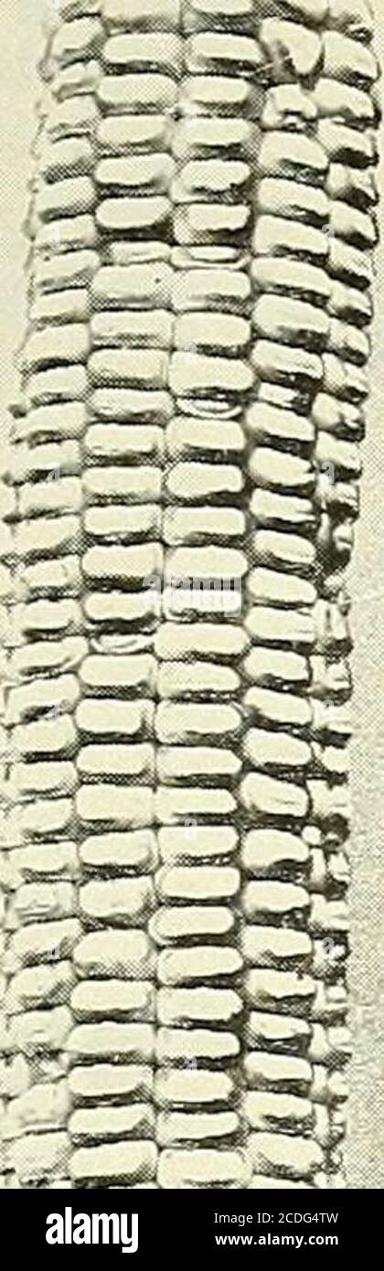 . Inheritance in maize . Male spikes (tassels) showing development of ...