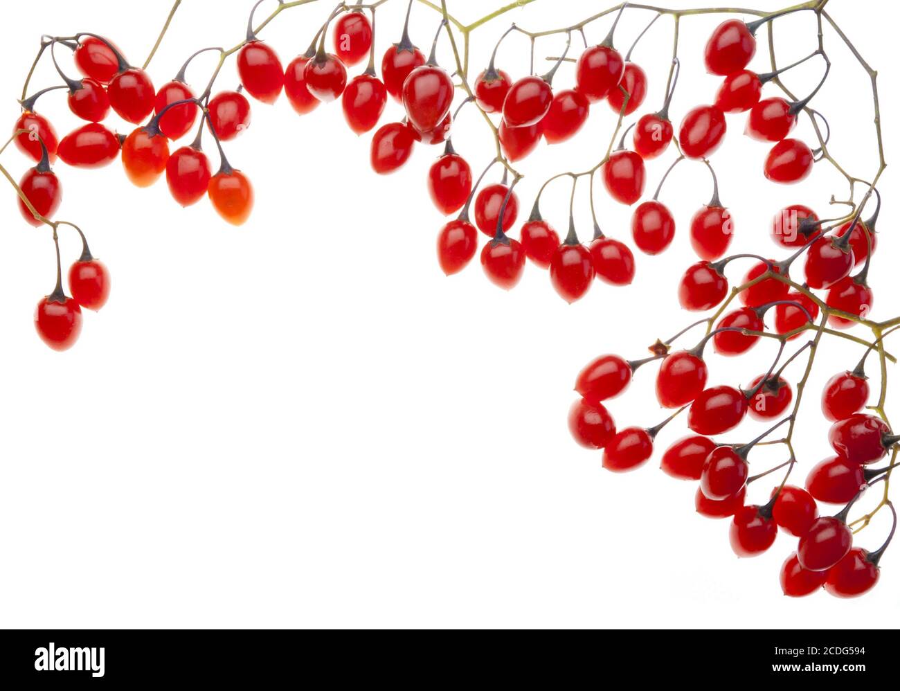 Poisonous red berries hi-res stock photography and images - Alamy