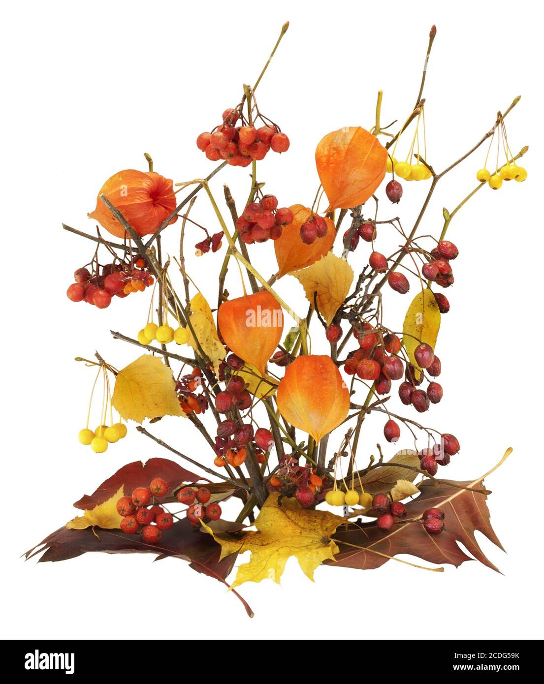 Dead autumn berries, leaves and branches Stock Photo - Alamy