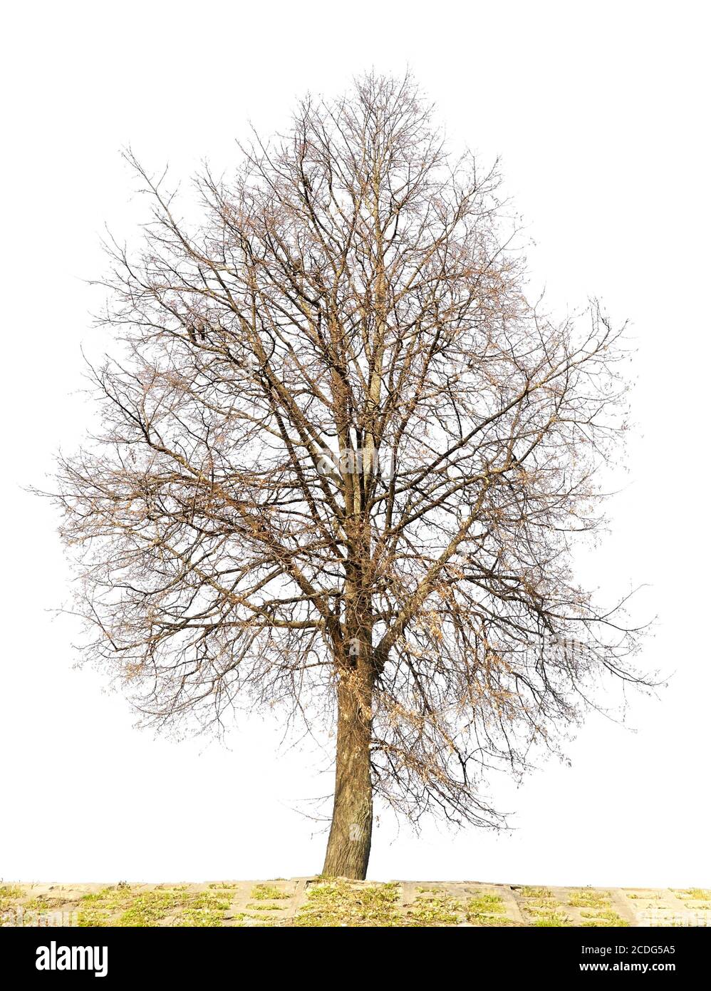 The lonely isolated tree without leaves Stock Photo - Alamy