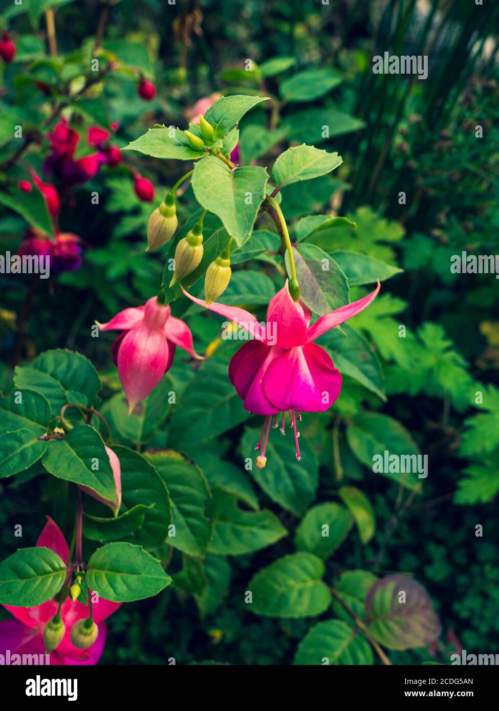 Fuschia flowers hi-res stock photography and images - Alamy