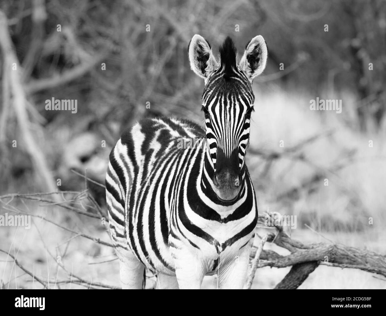 Beautiful baby zebra Black and White Stock Photos & Images - Alamy