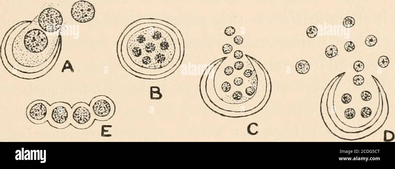 Heterocyst hi-res stock photography and images - Alamy