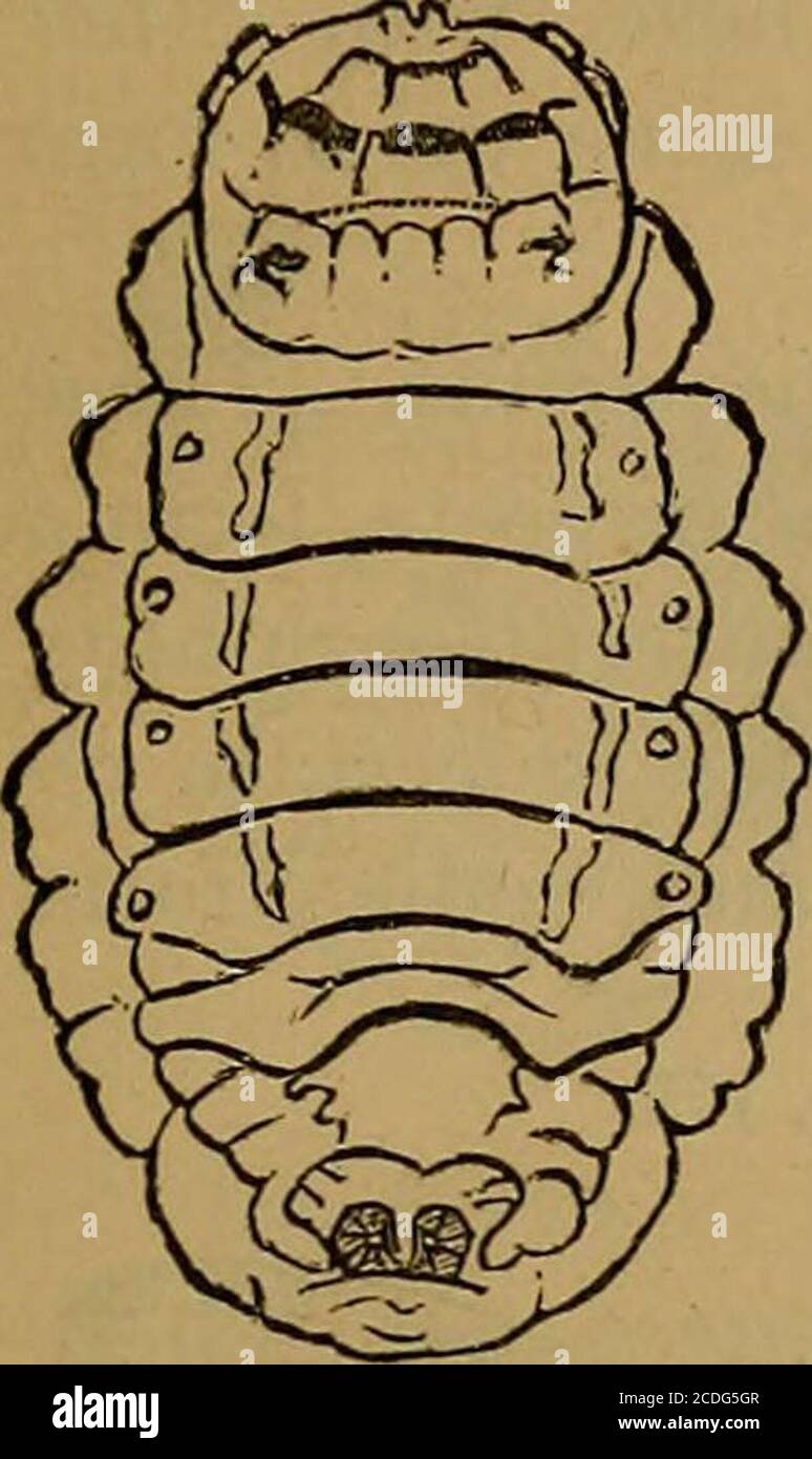 Bot fly larvae hi-res stock photography and images - Alamy