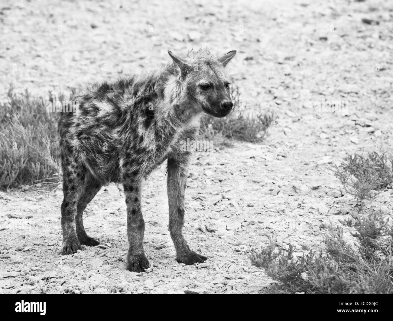 Hyena in african grassland of Etosha National Park, Namibia, Africa ...