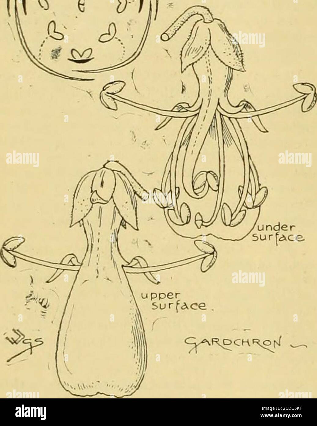 . The Gardeners' chronicle : a weekly illustrated journal of ...