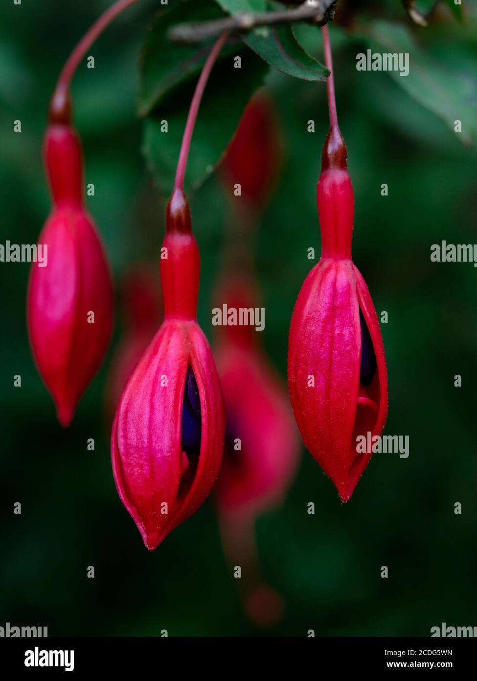 Red hanging flowers hi-res stock photography and images - Alamy