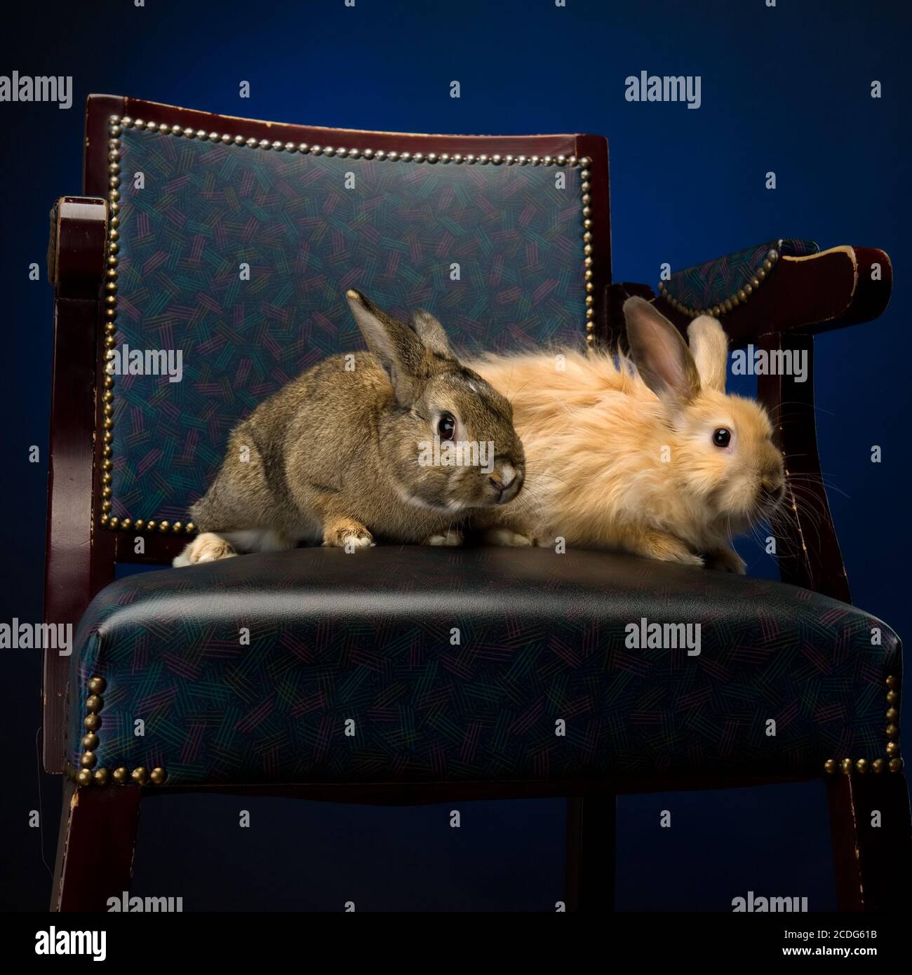 Rabbit on the chair Stock Photo - Alamy
