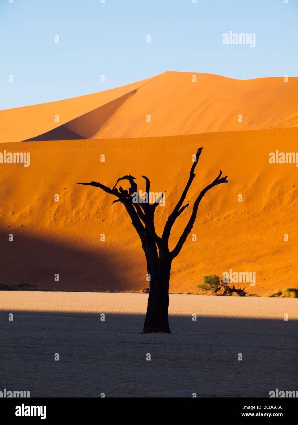 Dead trees in Sossusvlei, Namib desert, Namibia Stock Photo - Alamy