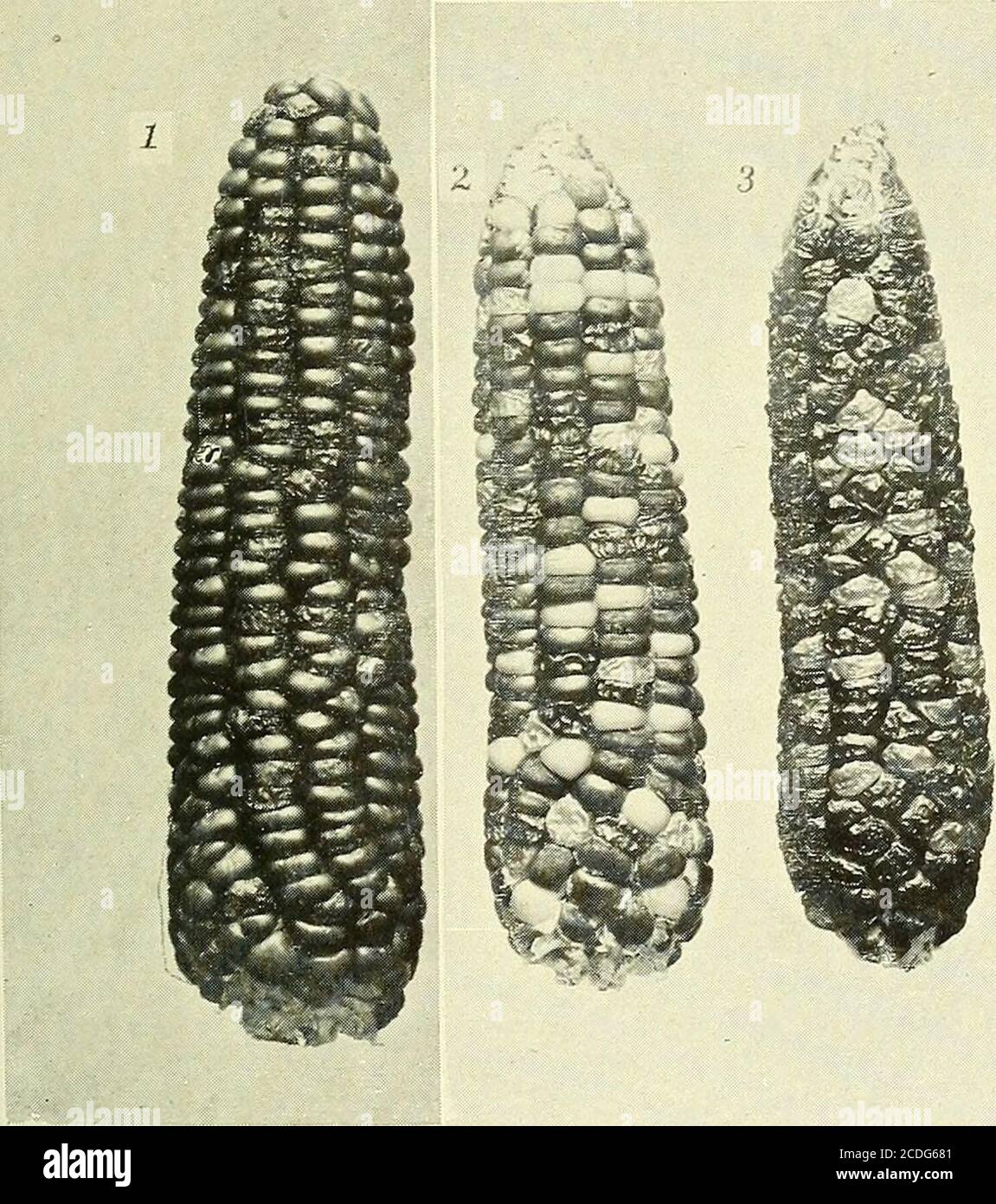 . Inheritance in maize . -¥f