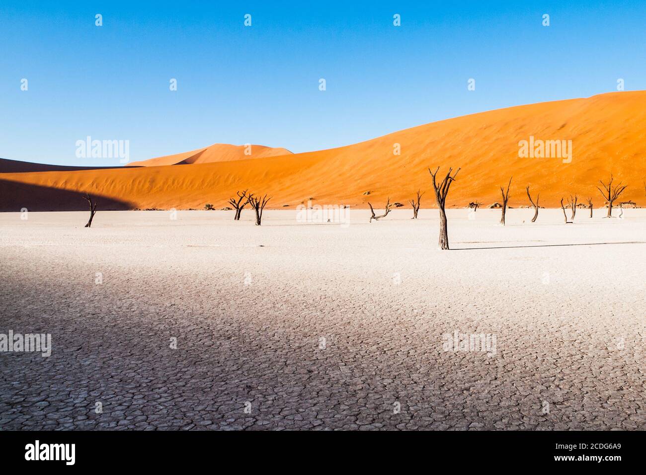 Dead camel hi-res stock photography and images - Alamy