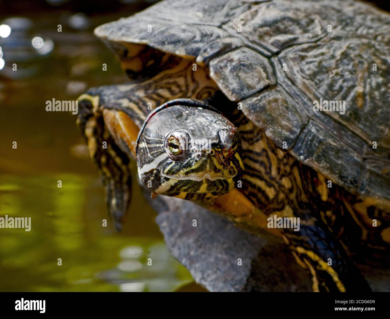 Yello bellied hi-res stock photography and images - Alamy