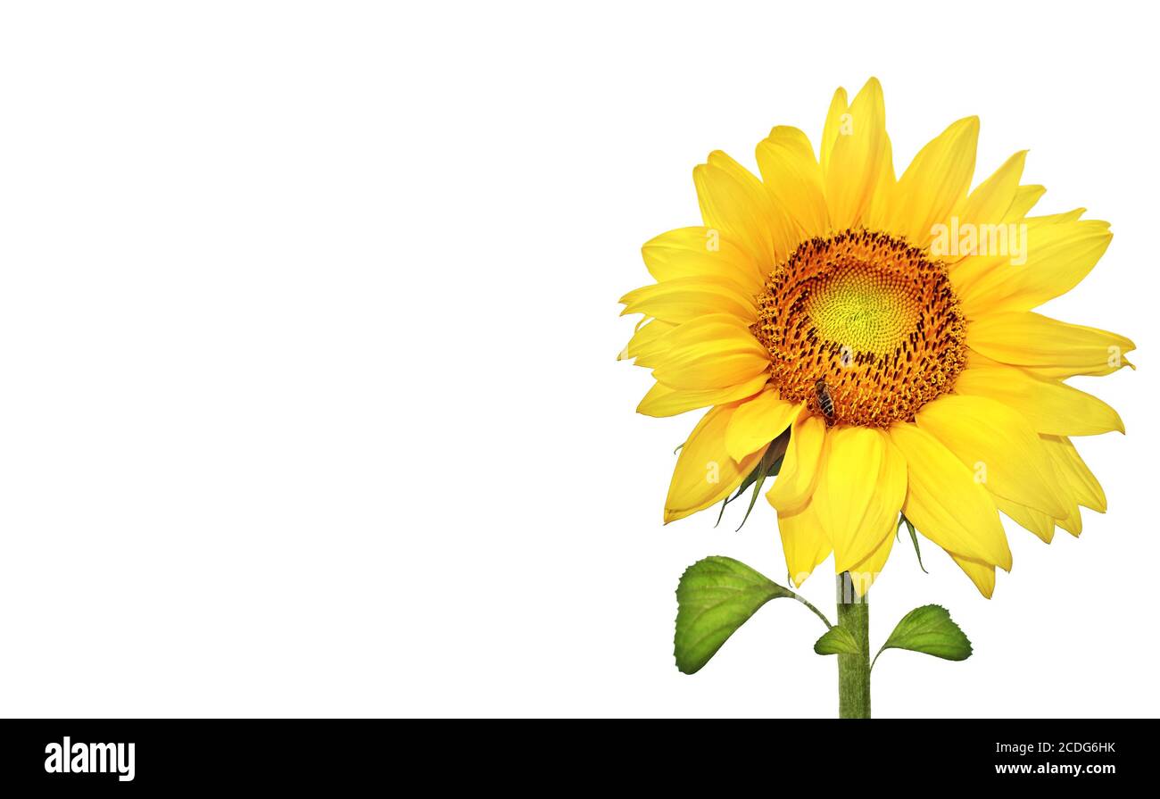 Sunflower on white background Stock Photo - Alamy
