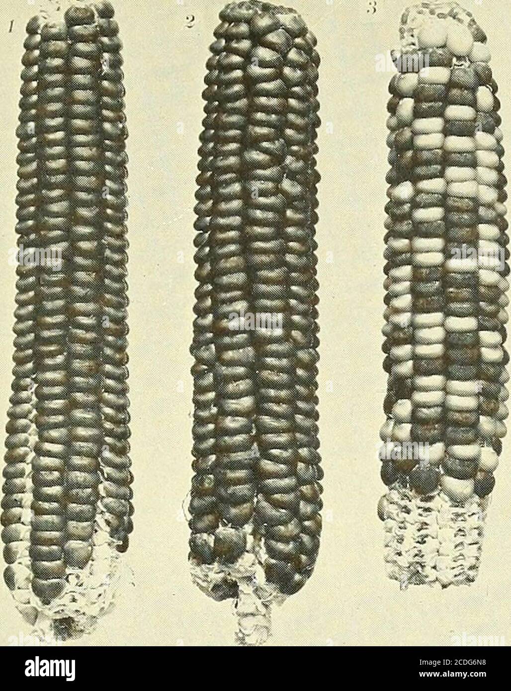 . Inheritance in maize . llamount of the enzyme might give rise to the ...