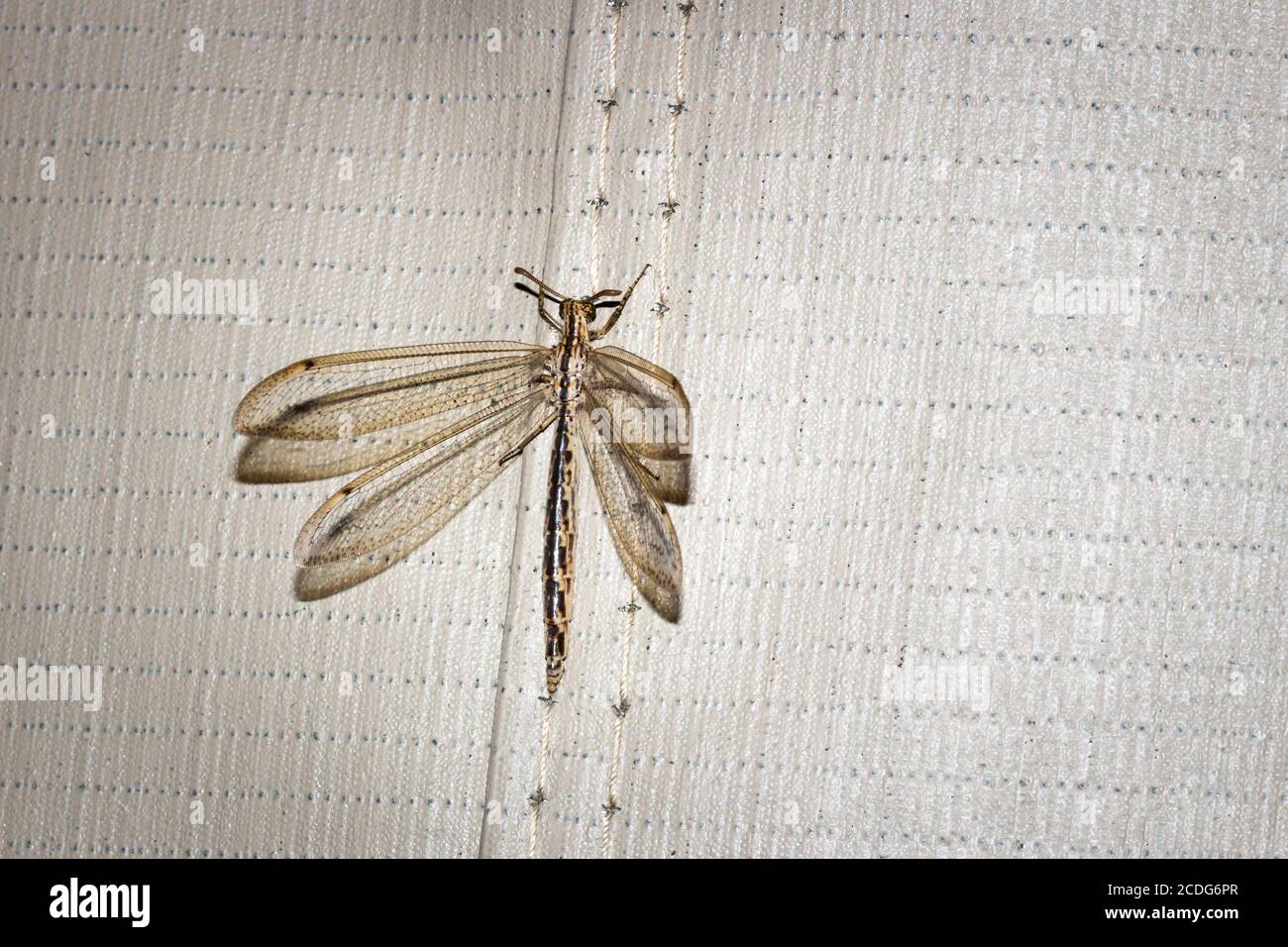 Antlion myrmeleontidae flying hi-res stock photography and images - Alamy