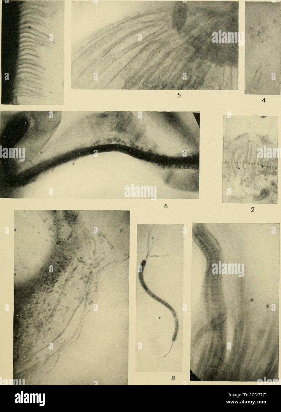 . Journal of morphology . The Journal of Morphology.—Vol. XX, No. 2. PLATE IV. Fig. 1.—Oral ...