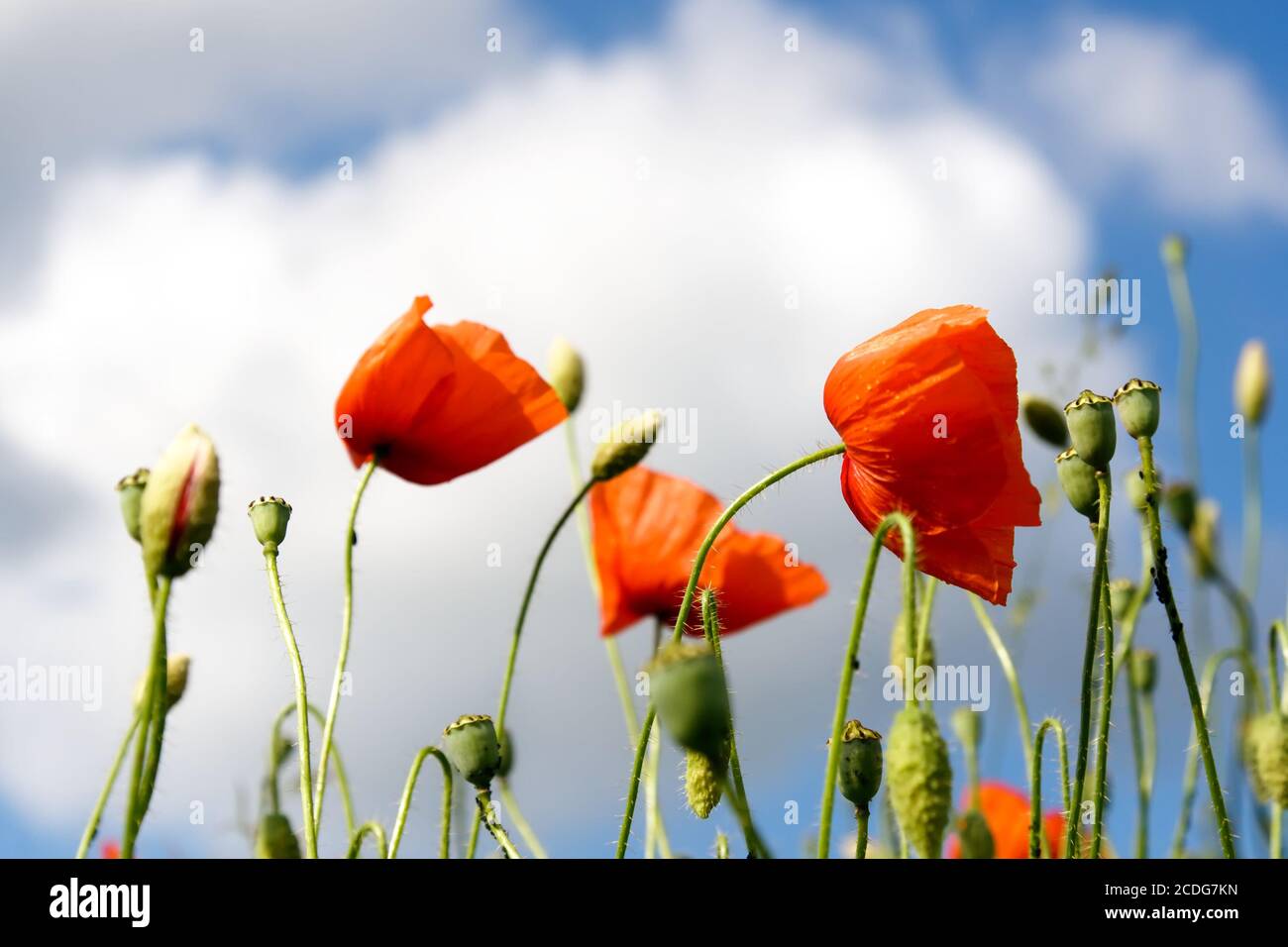 Green field with poppies hi-res stock photography and images - Alamy