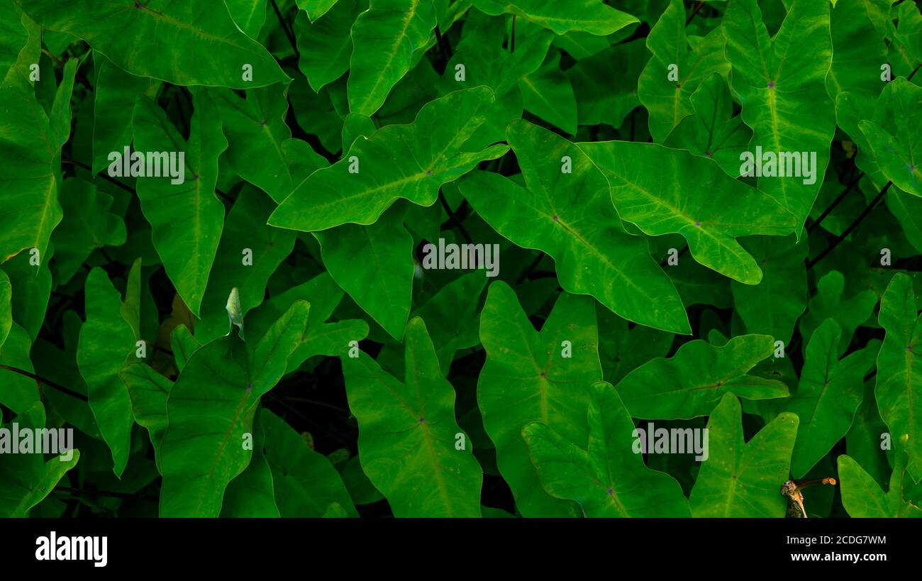 The picture of colocasia esculenta (alocasia) or taro. Local name of ...