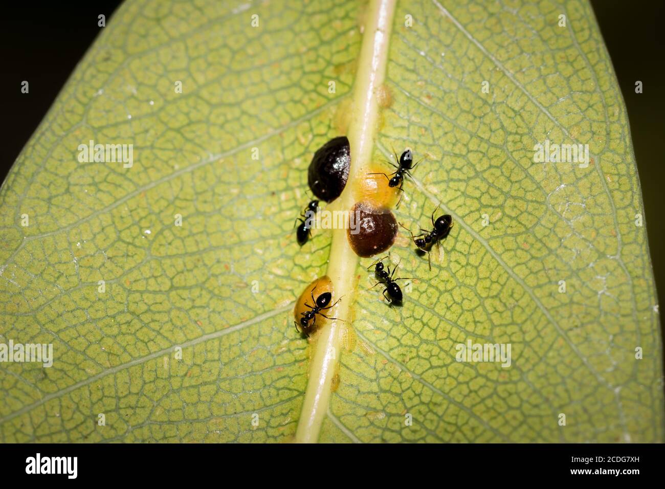 Small black ants farming brown Scale bugs on a plant stem, Cape Town ...